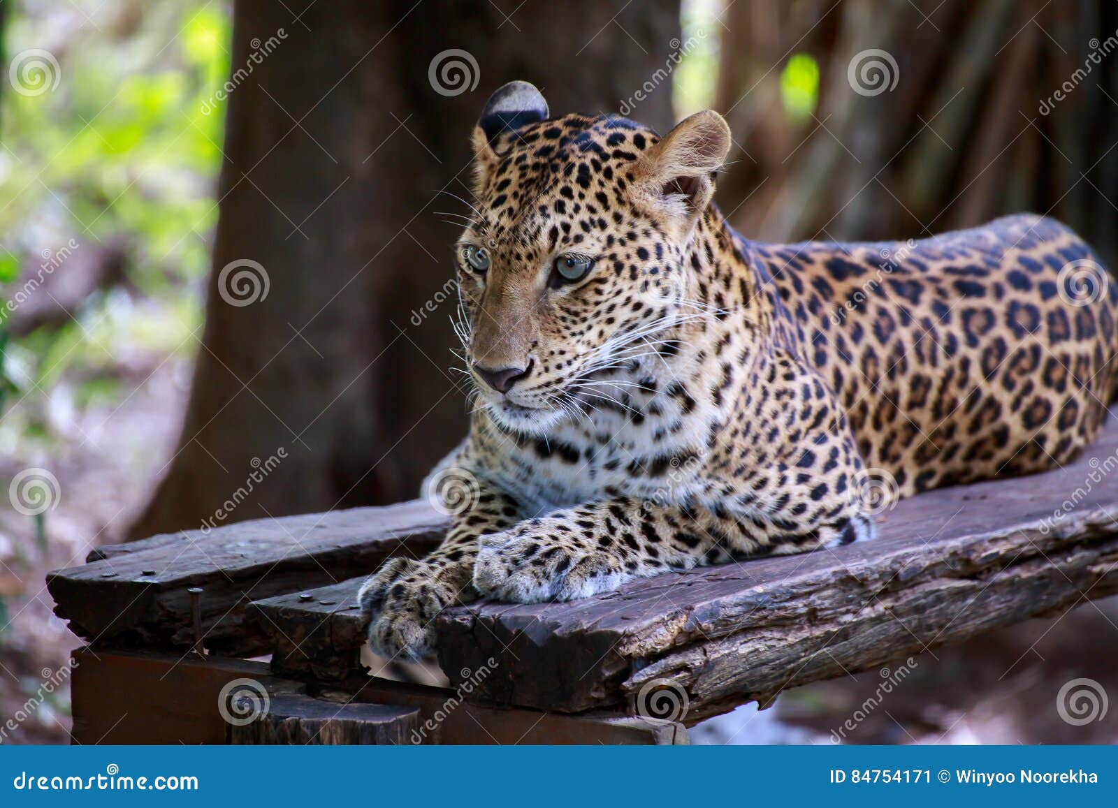 Tiger on the timber. stock image. Image of panthera, aggression - 84754171