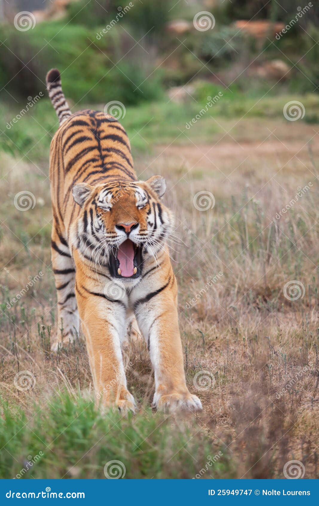 Tiger tired stock image. Image of face, grass, animal - 25949747