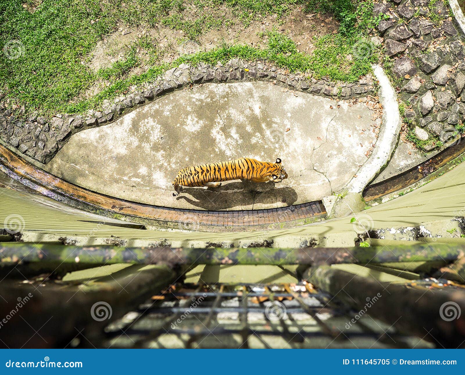 Tiger from top stock image. Image of animal, tiger, mammal - 111645705