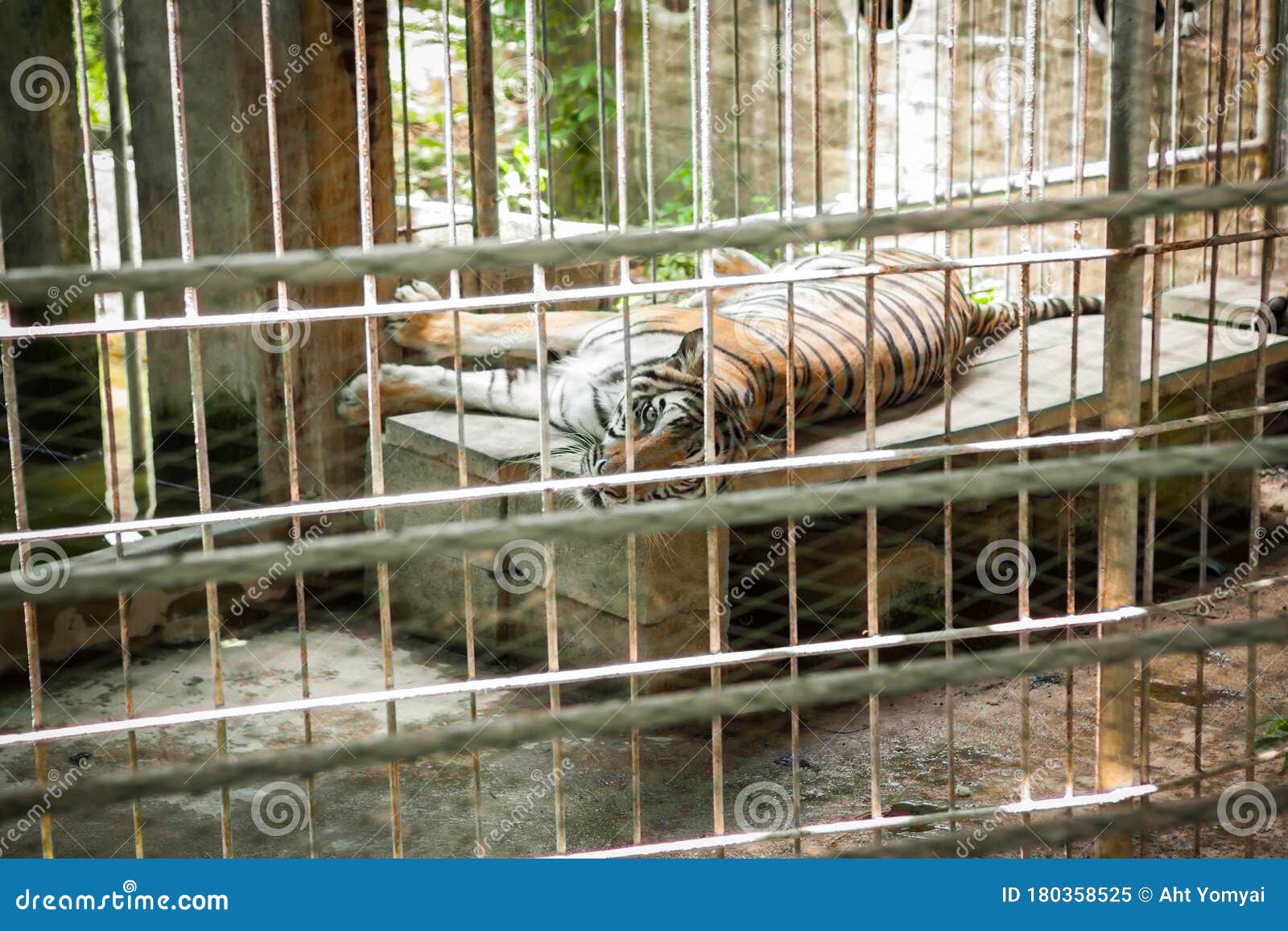 Tiger Trapped in a Cage Zoo Stock Image - Image of closeup, environment ...