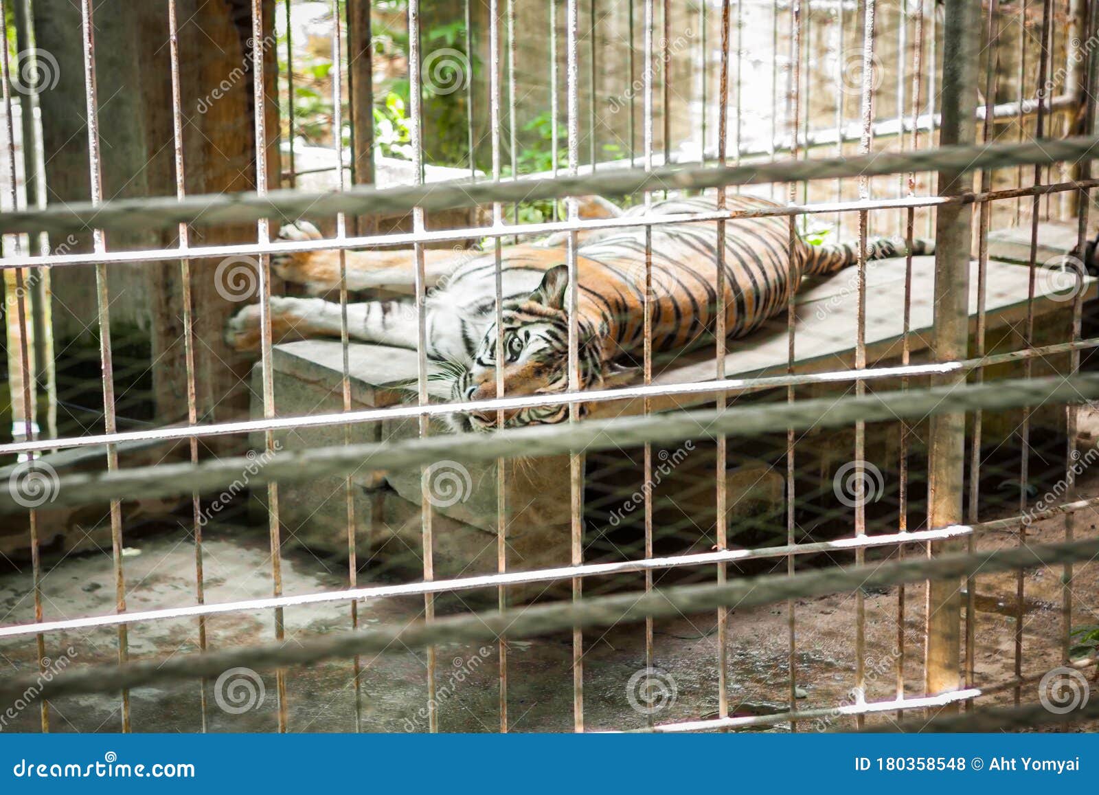 Tiger Trapped in a Cage Zoo Stock Photo - Image of fence, finger: 180358548
