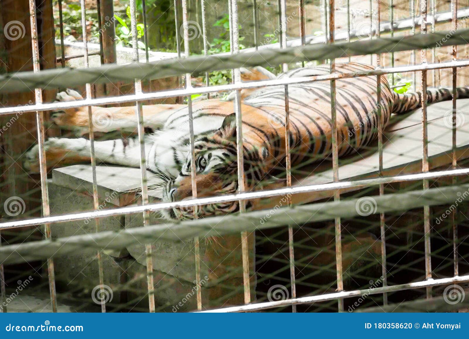 Tiger Trapped in a Cage Zoo Stock Photo - Image of iron, catch: 180358620
