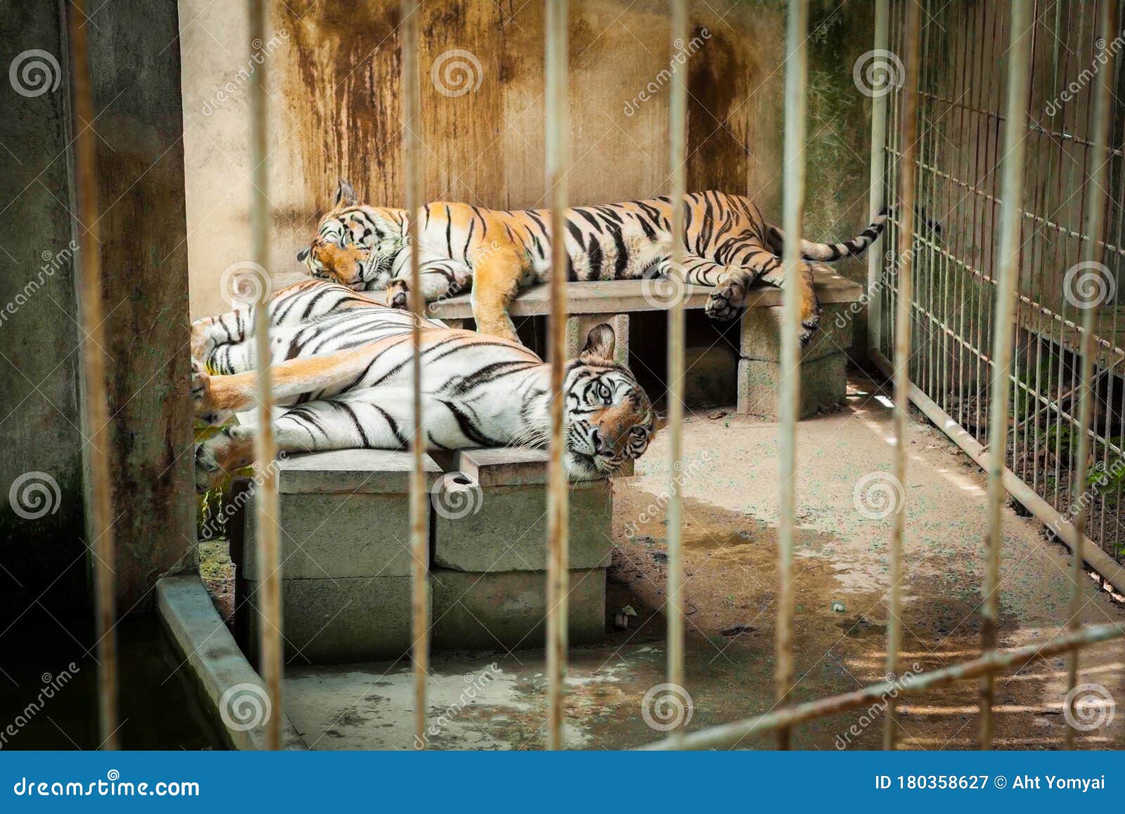 Tiger Trapped in a Cage Zoo Stock Image - Image of chain, hair: 180358627