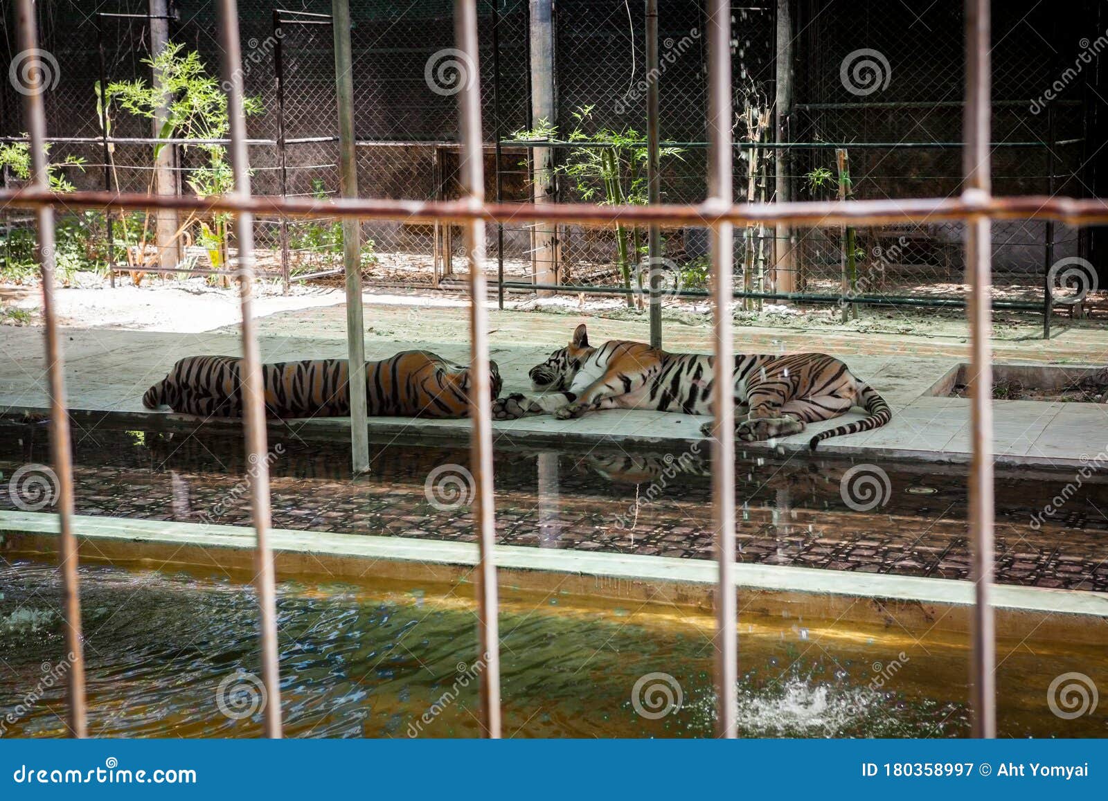 Tiger Trapped in a Cage Zoo Stock Image - Image of furry, close: 180358997