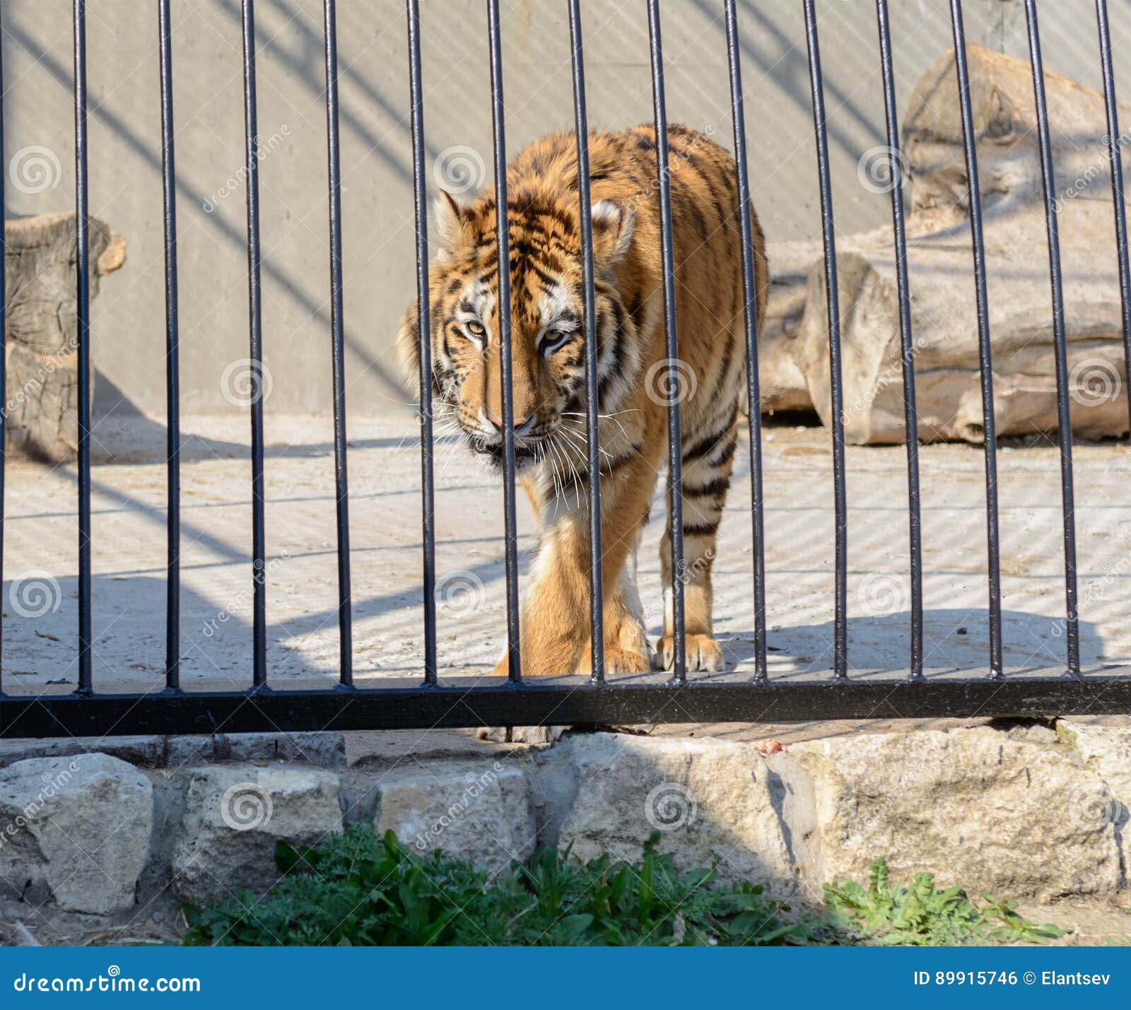 Tigeranimal Stock Photos - Free & Royalty-Free Stock Photos from Dreamstime