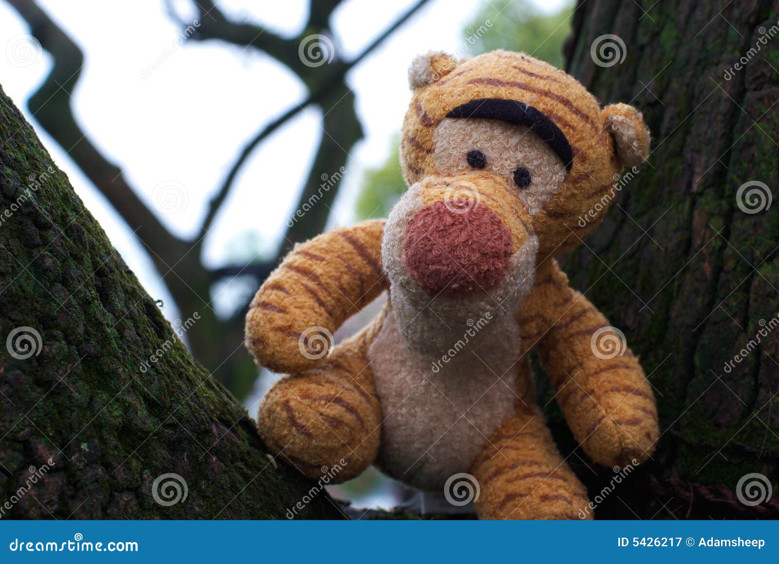 A tiger in the tree stock image. Image of wildlife, childrens - 5426217