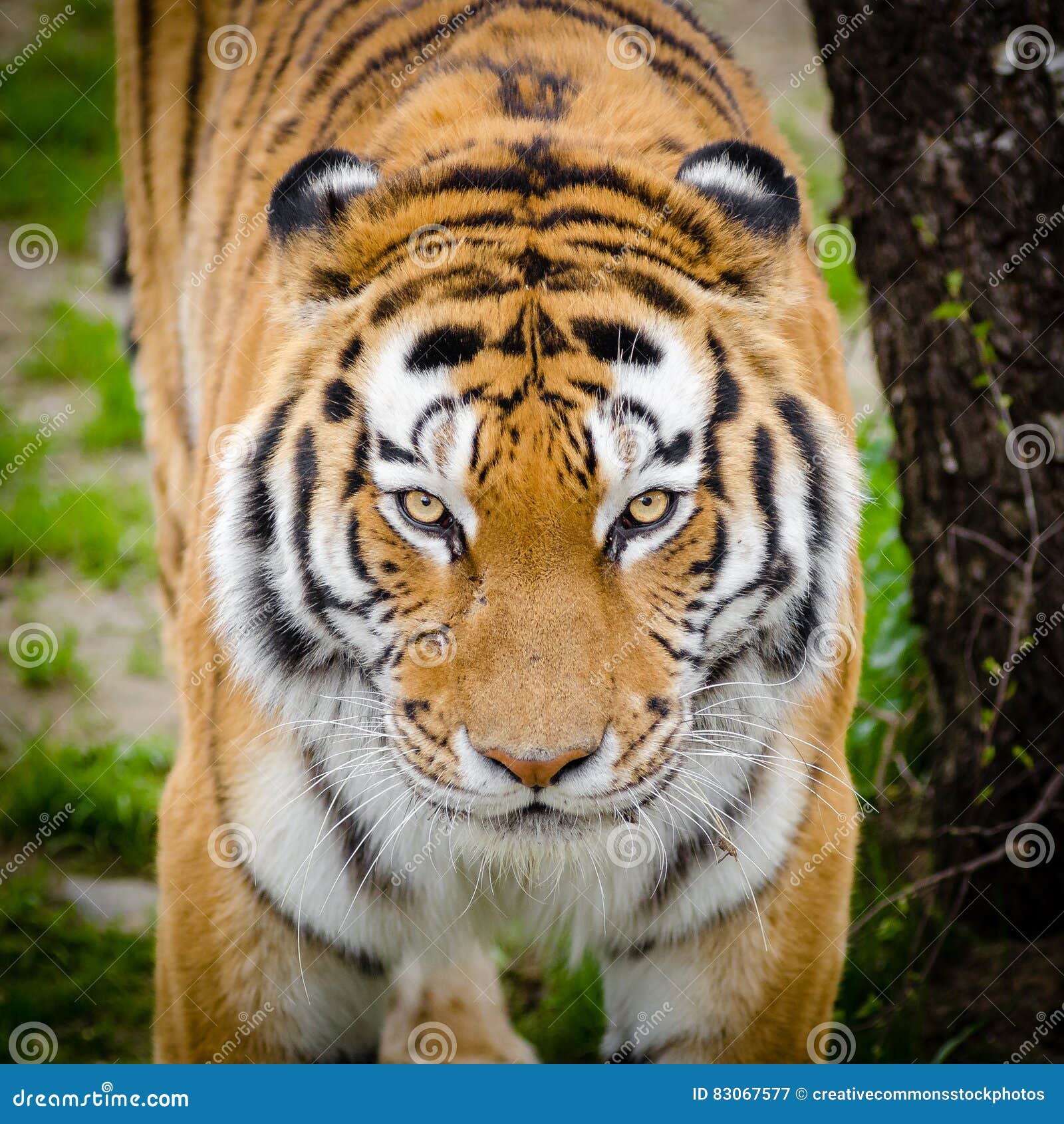 Tiger Beside Tree Picture. Image: 83067577