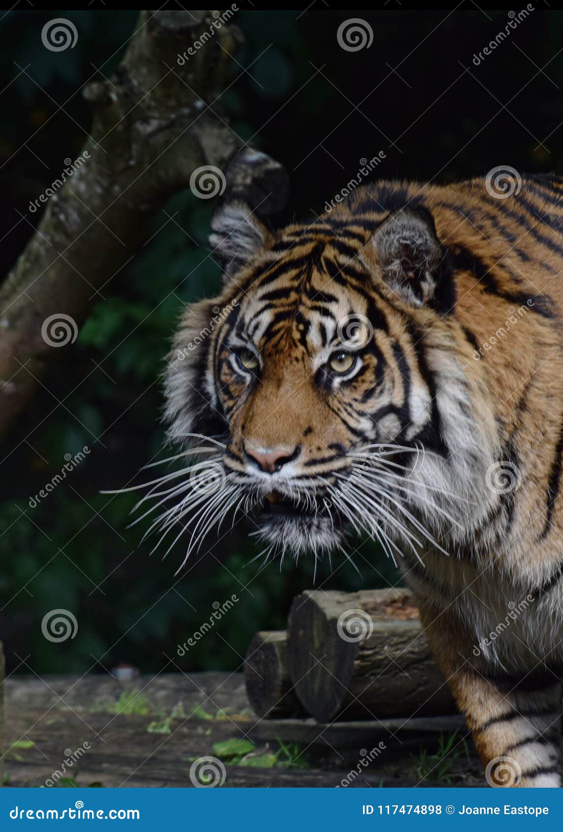 Tiger in a tree stock photo. Image of intense, feline - 117474898