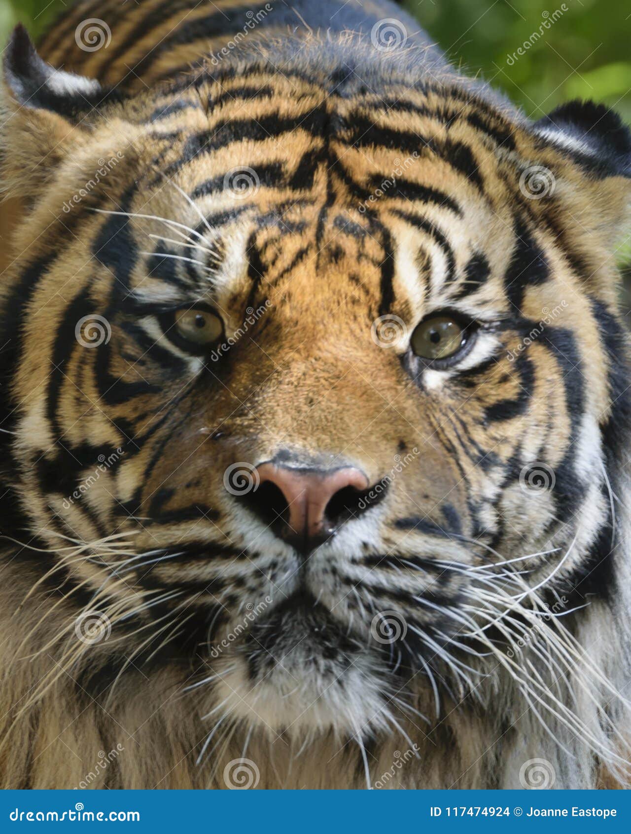 Tiger in a tree stock photo. Image of jungle, safari - 117474924