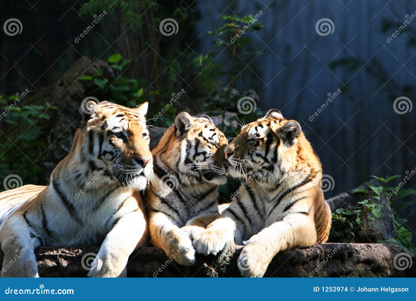 Tiger trio stock photo. Image of hunting, stripes, stalk - 1252974