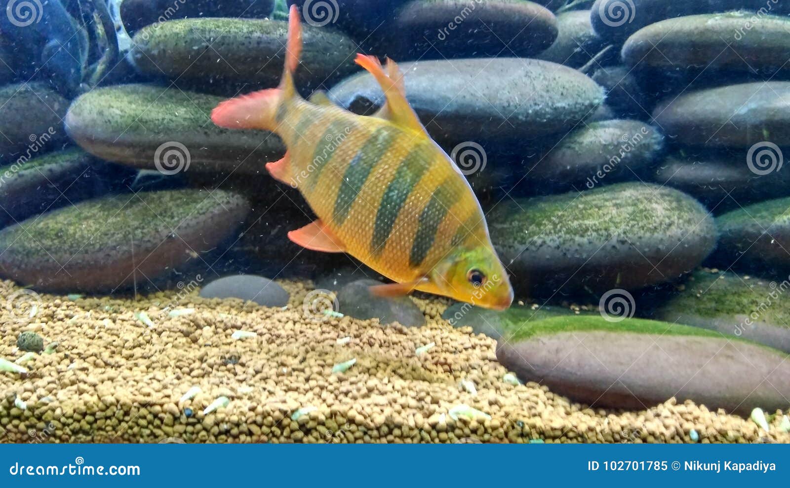 Tiger scaled fish stock image. Image of scaled, like - 102701785