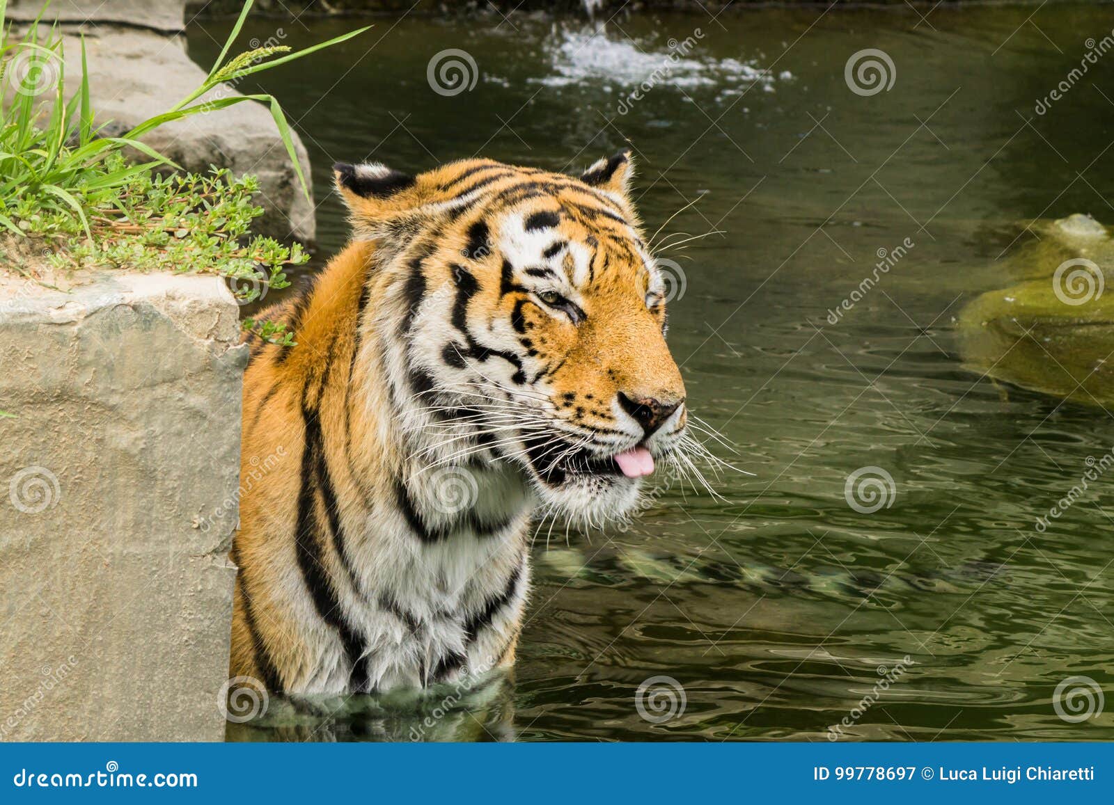Tiger stock image. Image of escape, rare, warm, time - 99778697