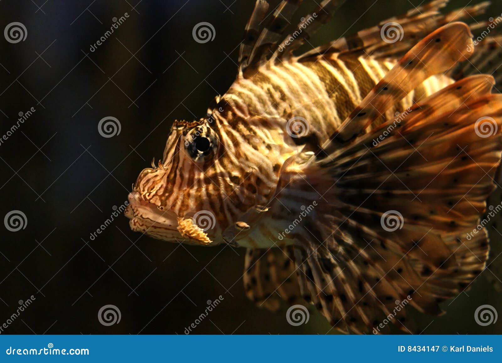 Tiger/Turkey Fish stock image. Image of fins, underwater - 8434147