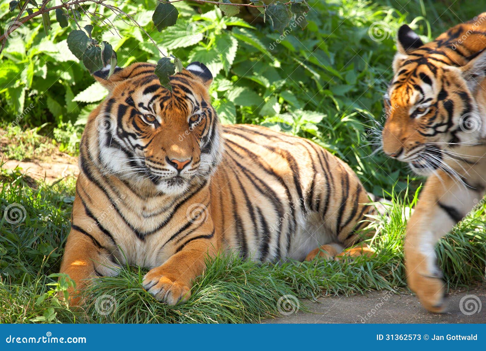 Tiger stock image. Image of striped, carnivore, hunter - 31362573