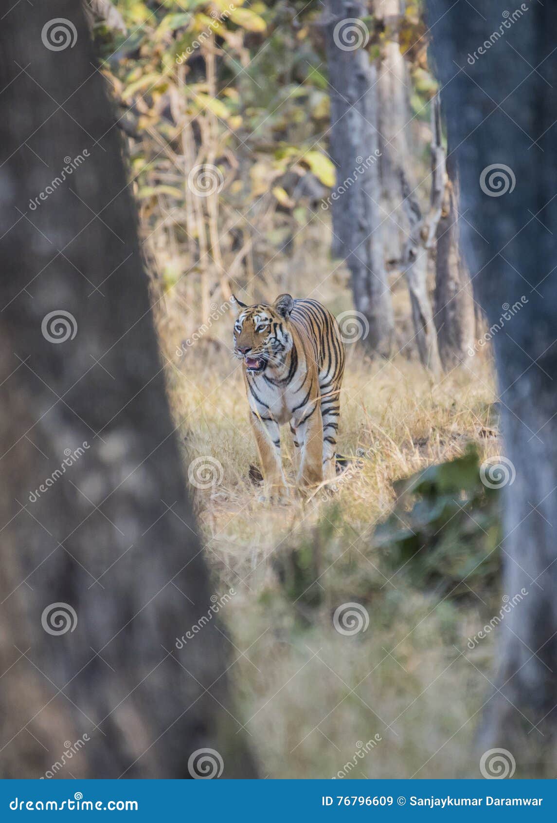 Tiger between two trees stock image. Image of anger, bengal - 76796609