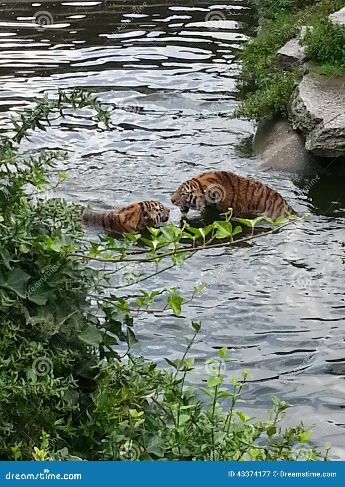 Tiger editorial photography. Image of young, nature, animal - 43374177