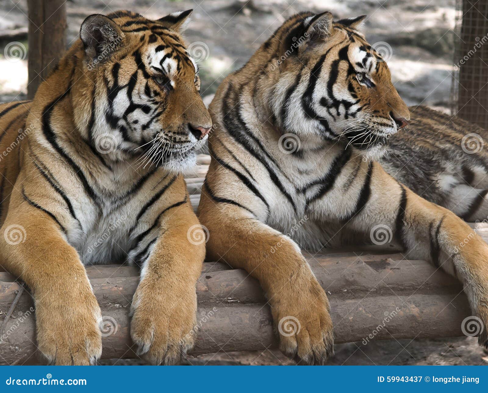 Tiger brothers stock image. Image of carnivore, beast - 59943437
