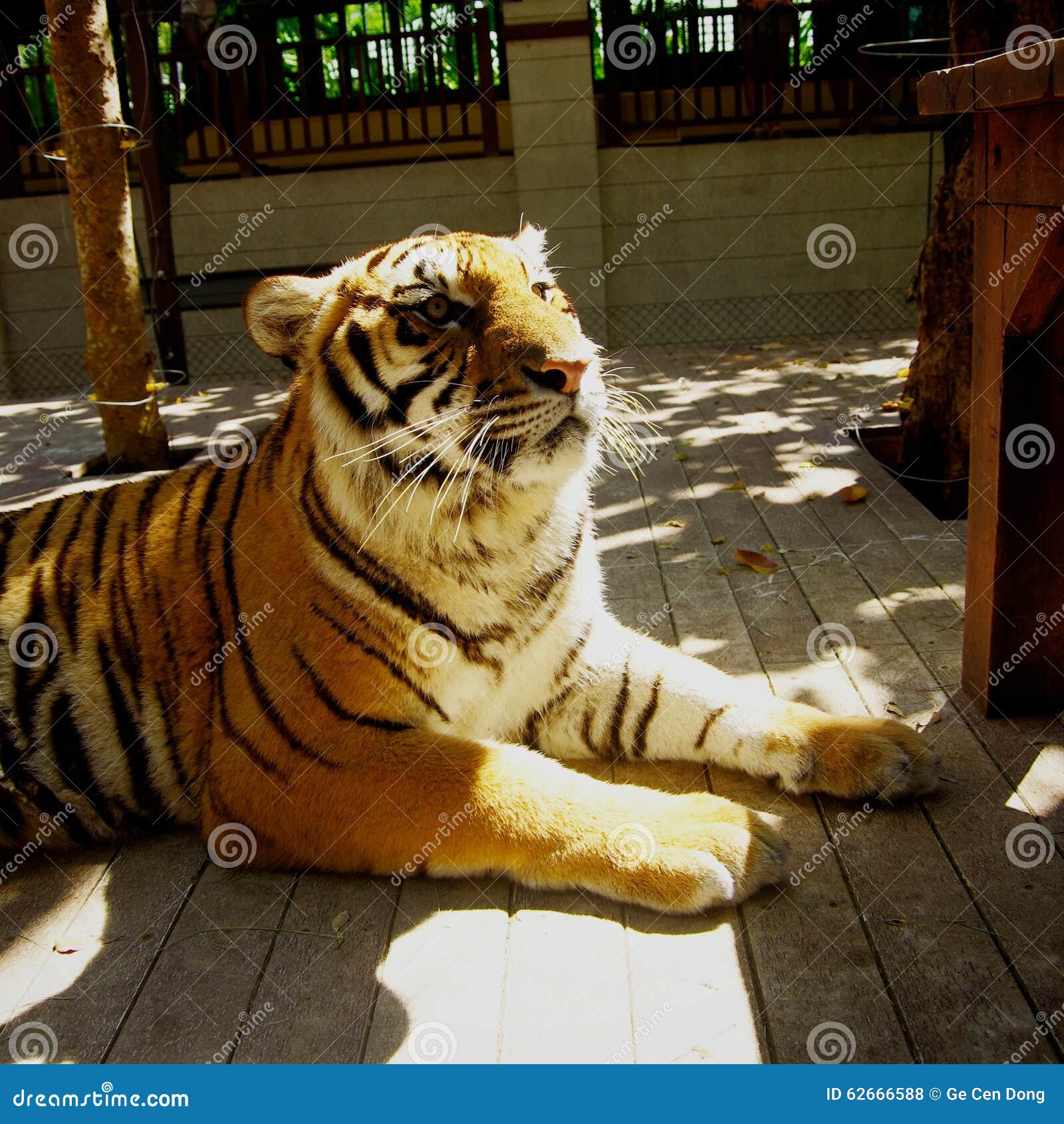 Tiger under sun light stock photo. Image of asia, nature - 62666588