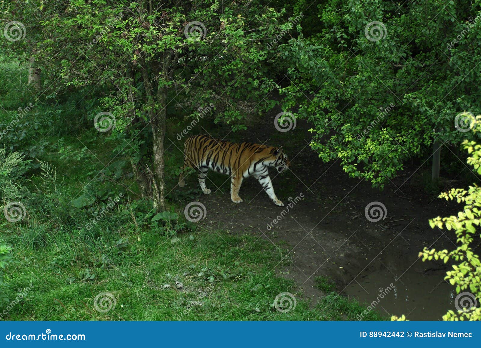 Tiger under tree stock photo. Image of animal, tree, wild - 88942442