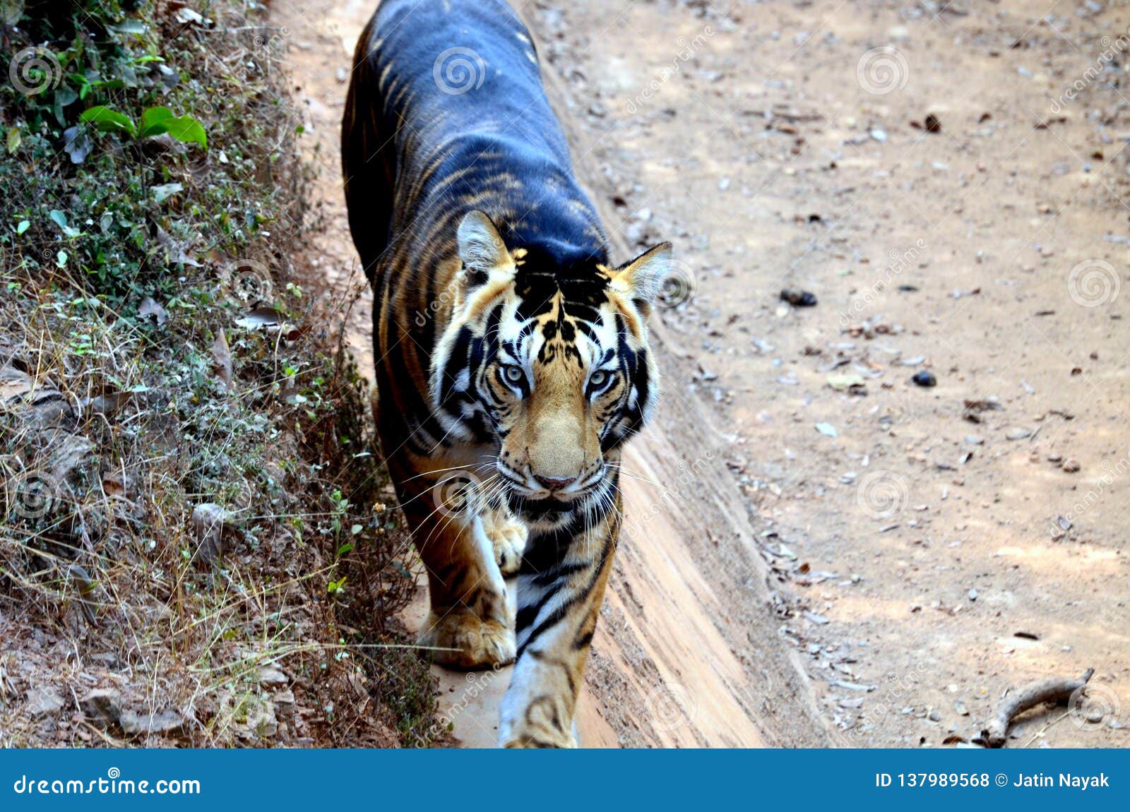 Tiger stock photo. Image of strips, tiger, unique, india - 137989568