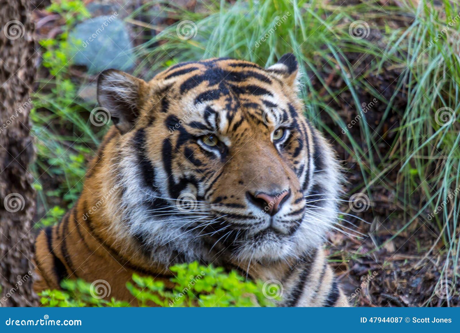 Rare Sumatran Peacock In The Gunung Leuser National Park Stock ...