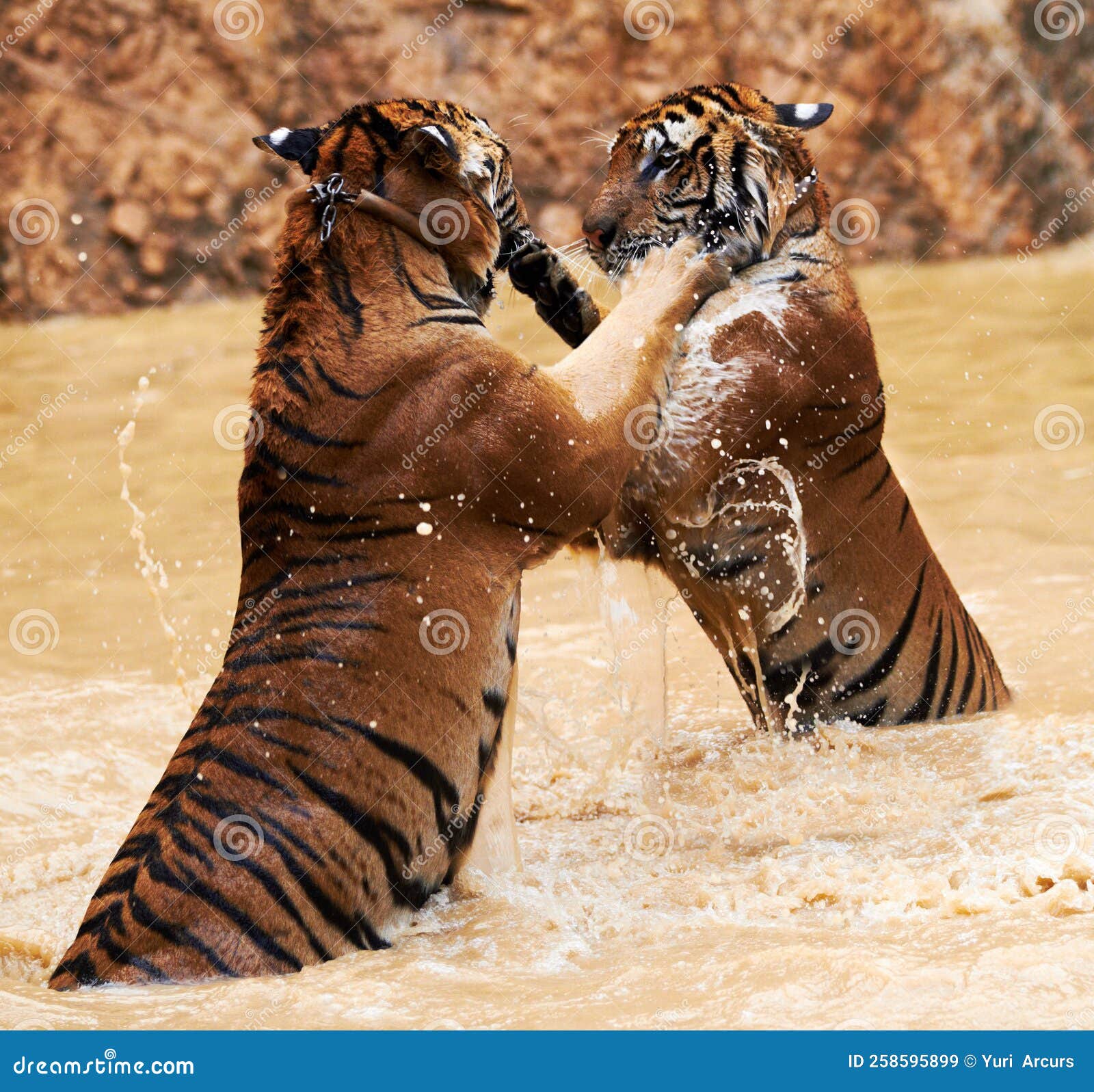 Tiger Vs Tiger. Two Tigers Fighting on Their Hind Legs in a Dam. Stock ...