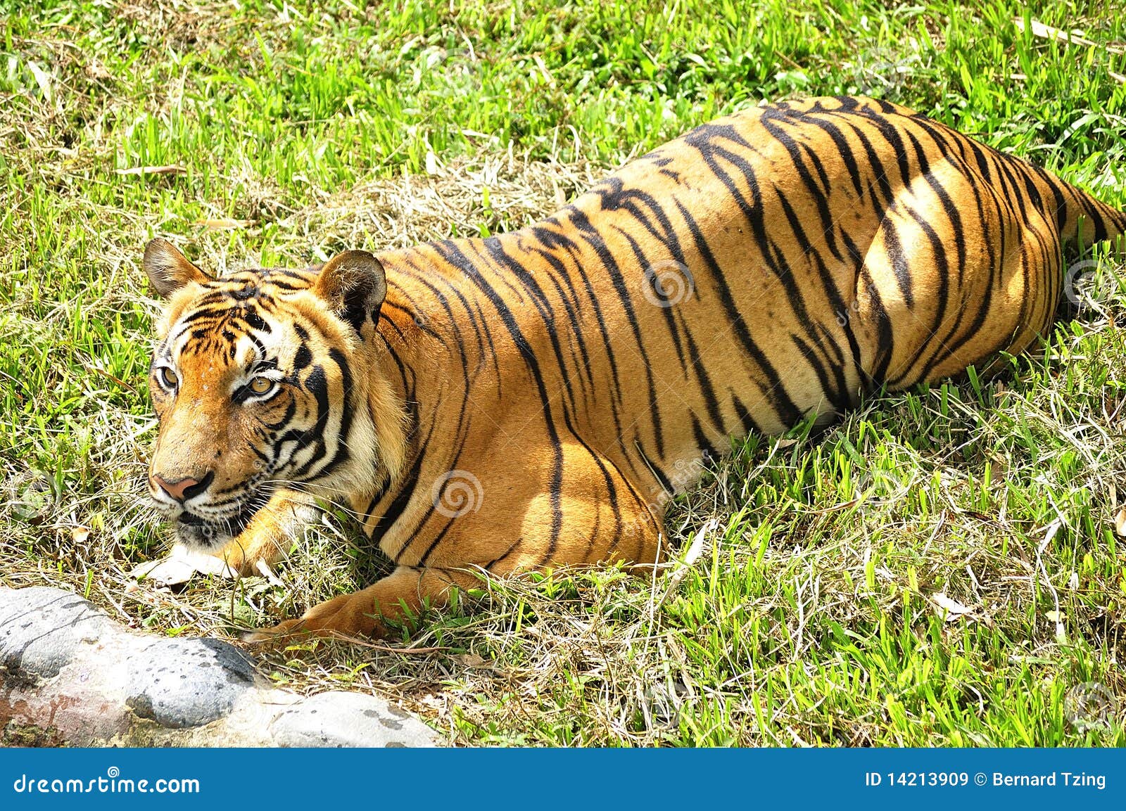 Tiger in waiting stock image. Image of brown, grass, stripe - 14213909