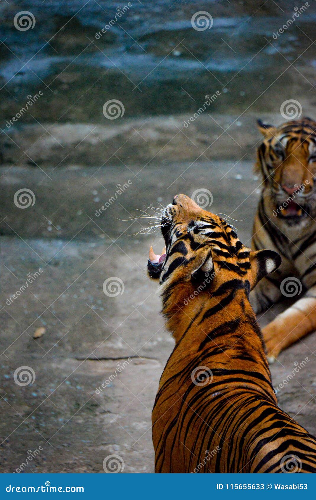 Tiger is Waiting for Feeding. Stock Image - Image of prague ...