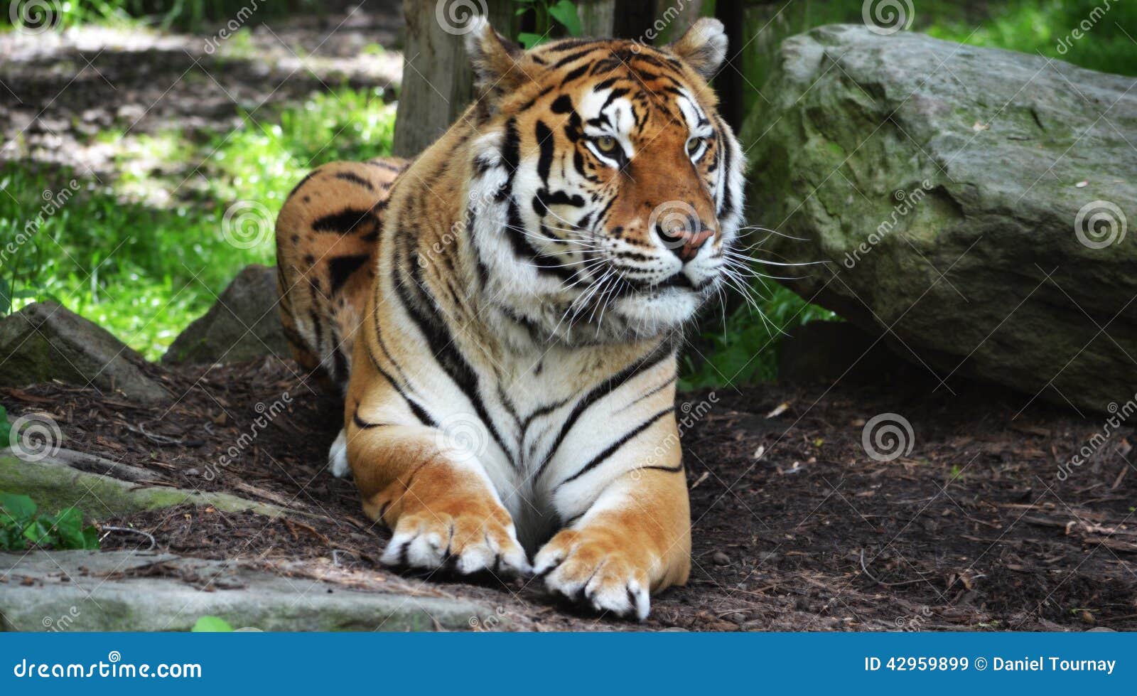 TIGER is waiting stock image. Image of shoot, lake, caught - 42959899