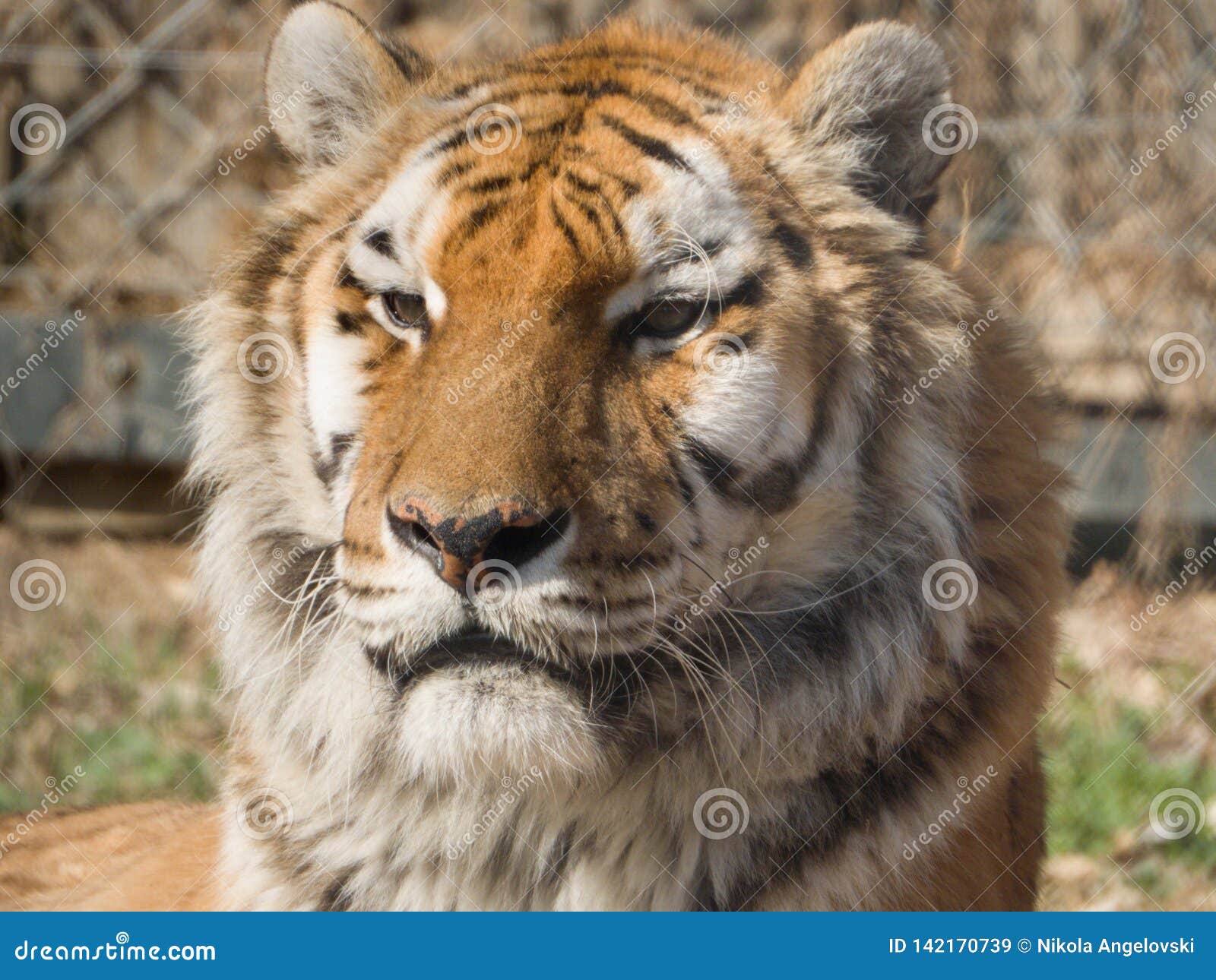 Tiger stock image. Image of waiting, food, beautiful - 142170739