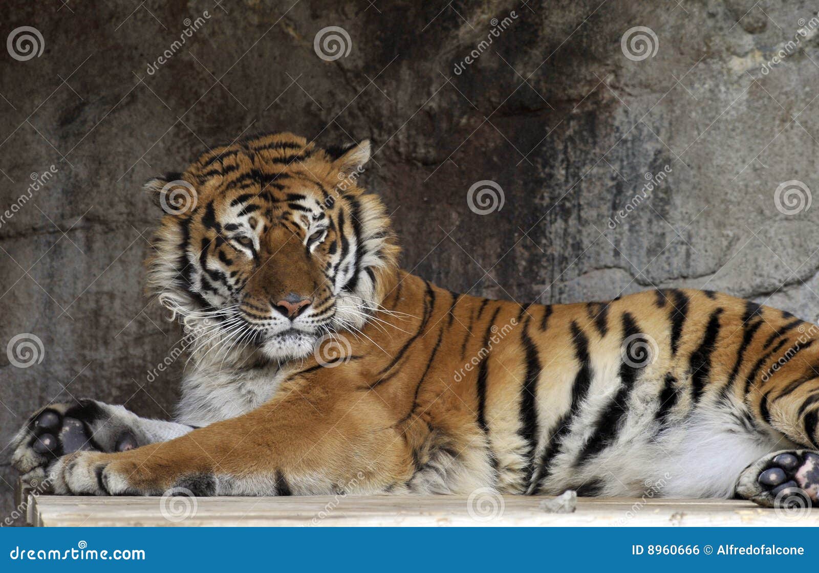 Tiger waking up stock photo. Image of bengala, feline - 8960666