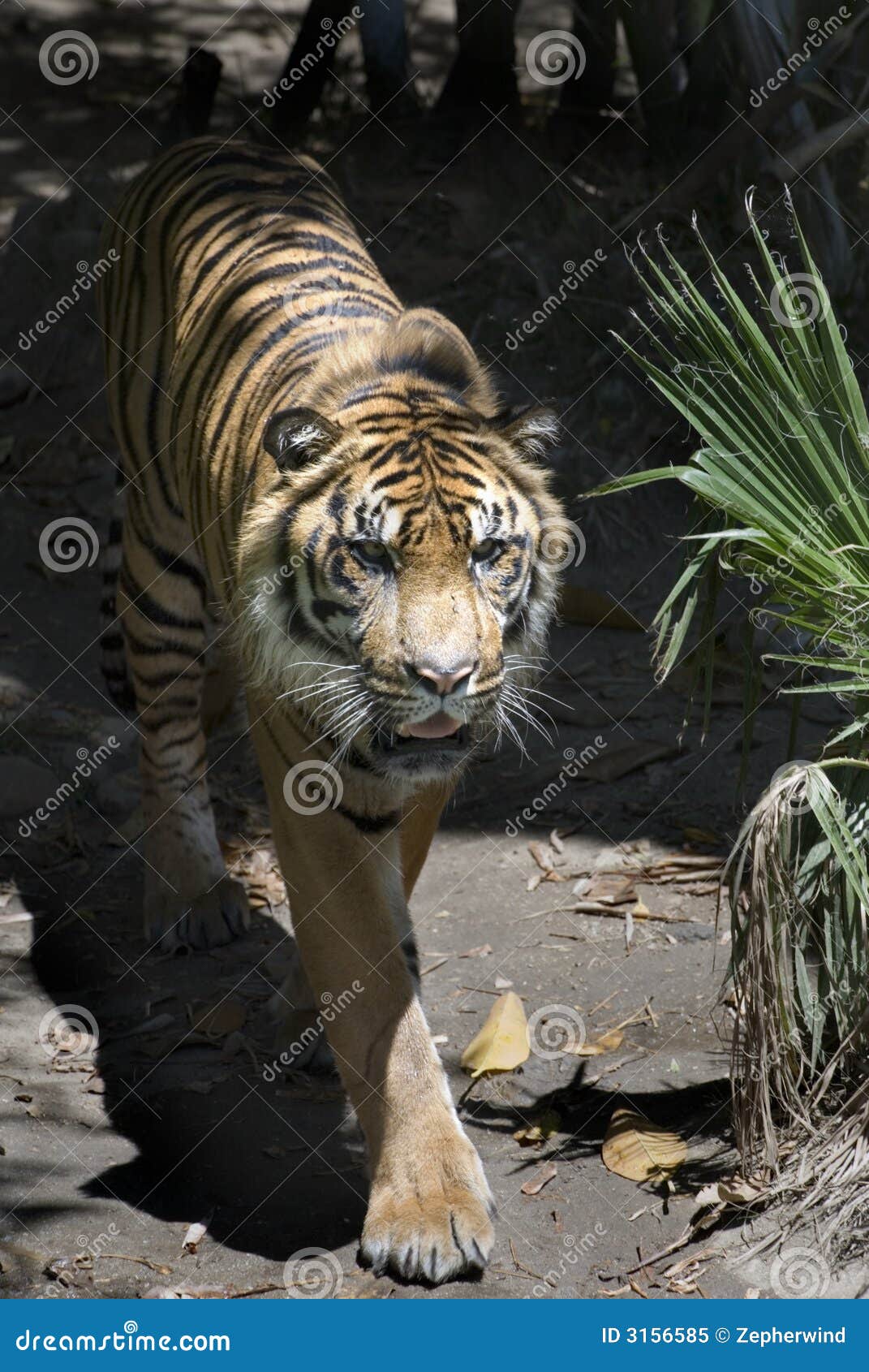 Tiger walk stock image. Image of stripes, tiger, walking - 3156585