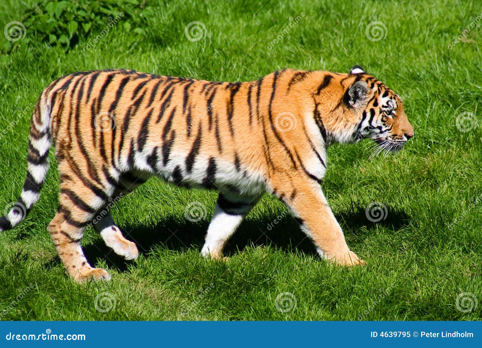 Tiger on a walk stock image. Image of green, sunny, dangerous - 4639795