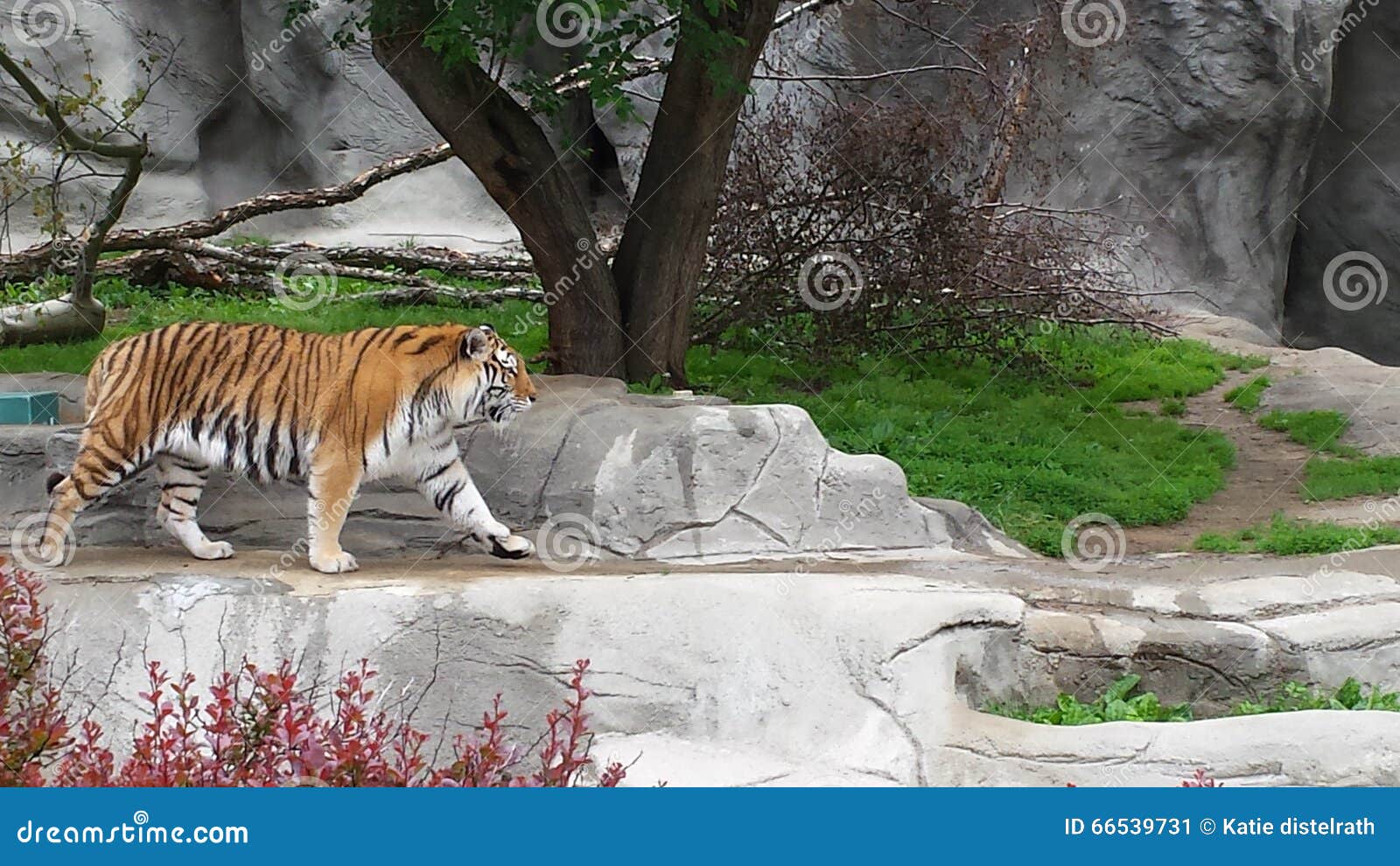 Tiger stock image. Image of tiger, walk, animal, landscape - 66539731