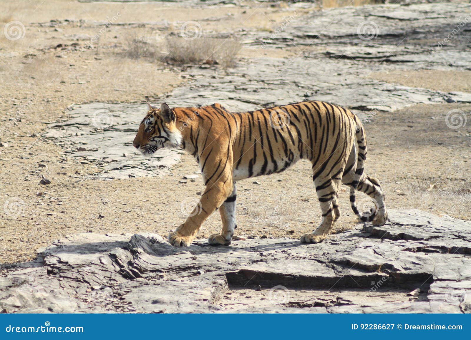 Tiger walk stock image. Image of strips, walk, rock, attitude - 92286627