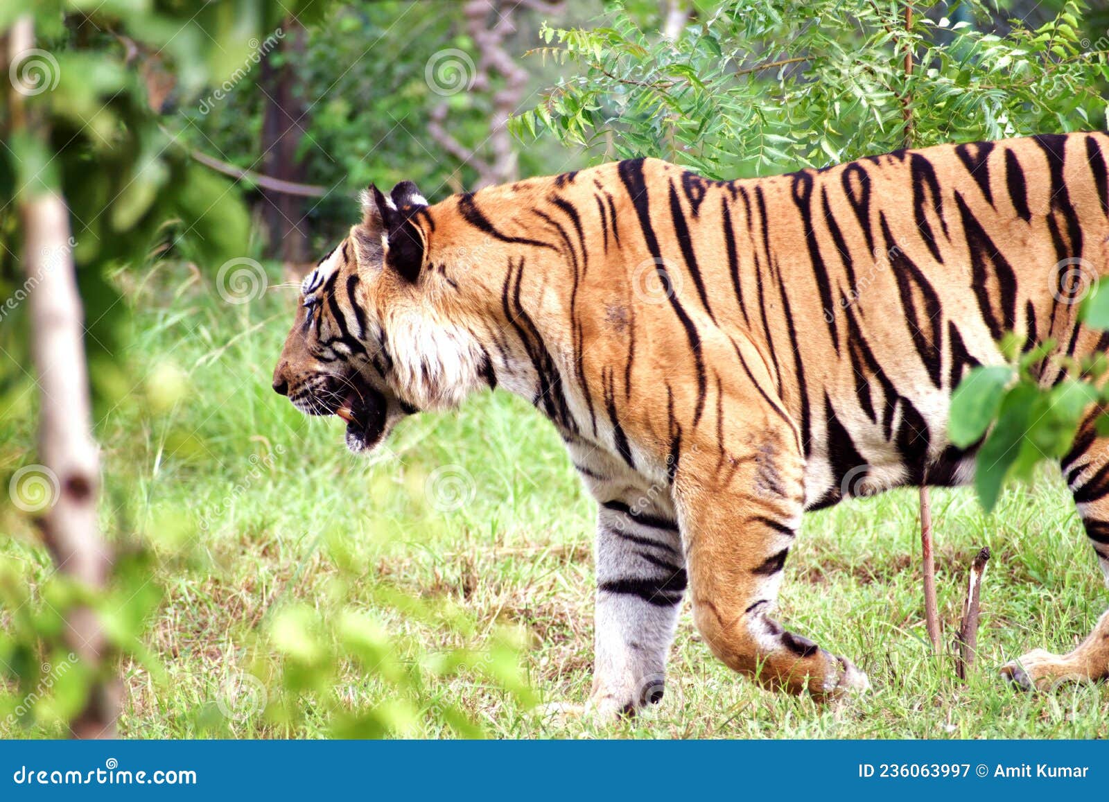 The Tiger Walk in the Forest Stock Image - Image of tiger, savanna ...