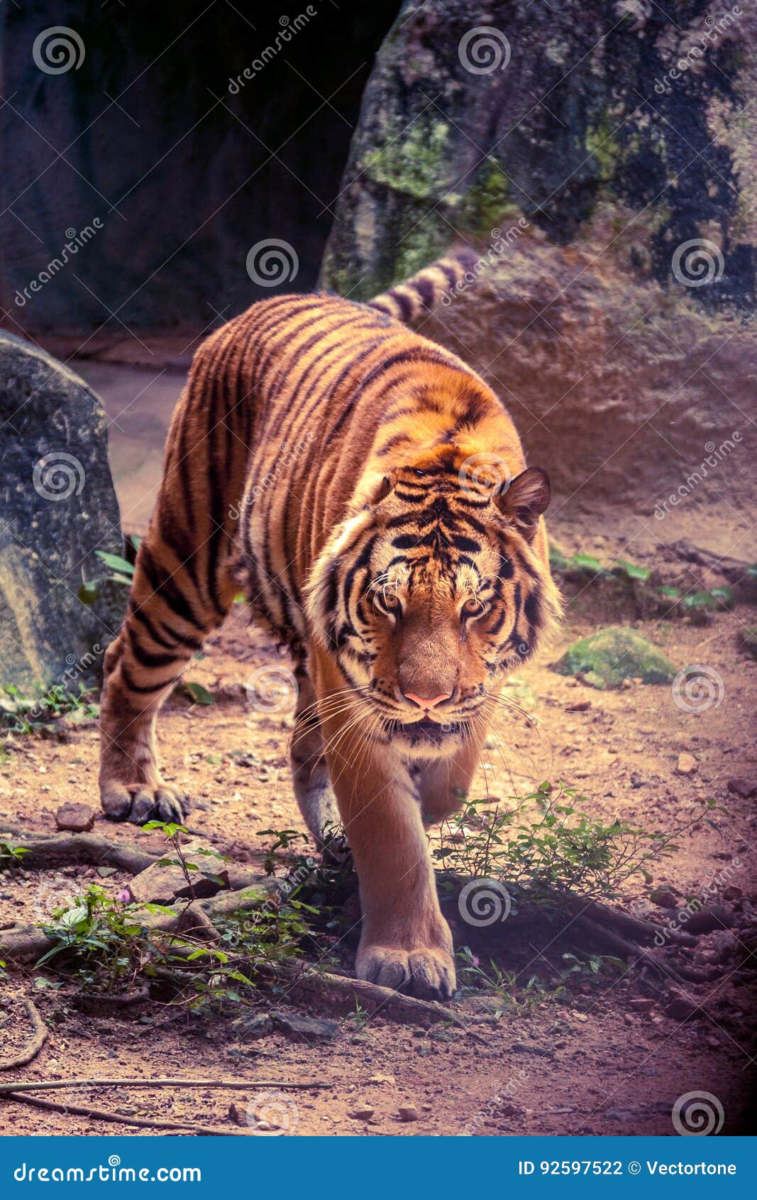 Tiger Movement Stock Images - 137 Photos