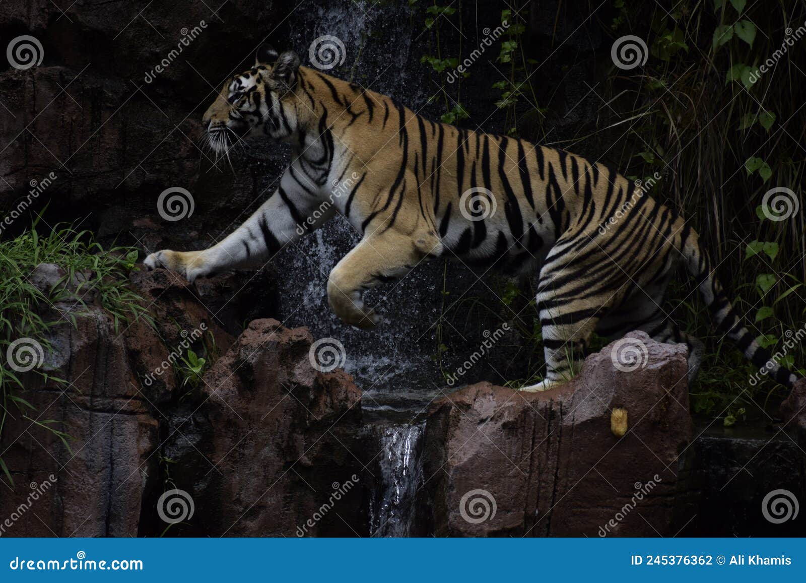 Tiger walk on waterfall stock photo. Image of animal - 245376362