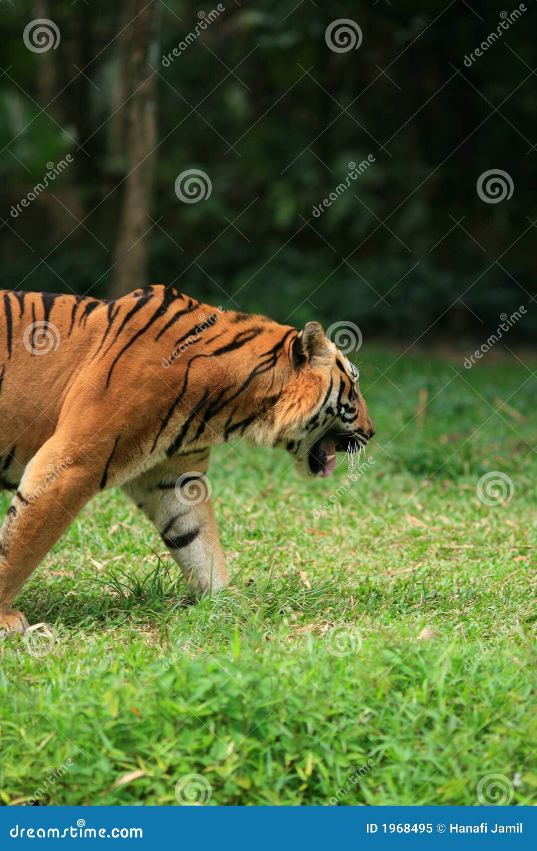Tiger walking stock image. Image of mammal, wildlife, stripes - 1968495
