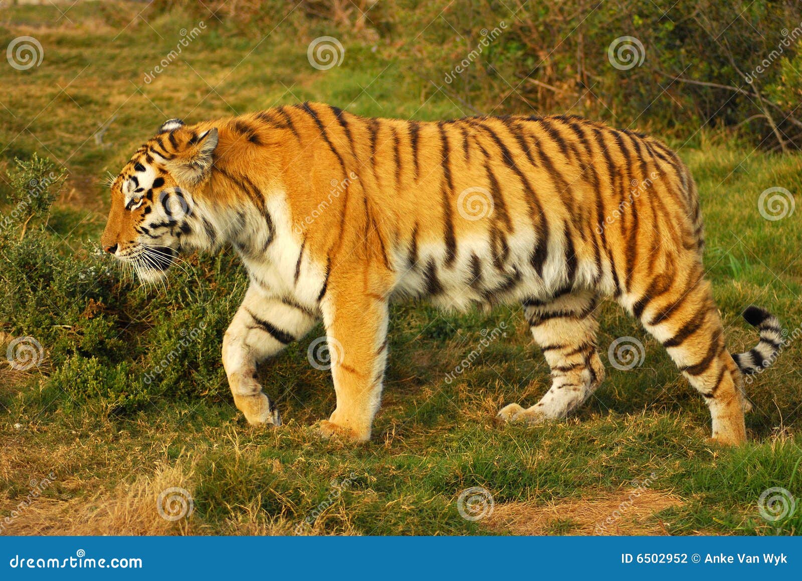 Tiger walking stock photo. Image of tiger, body, full - 6502952