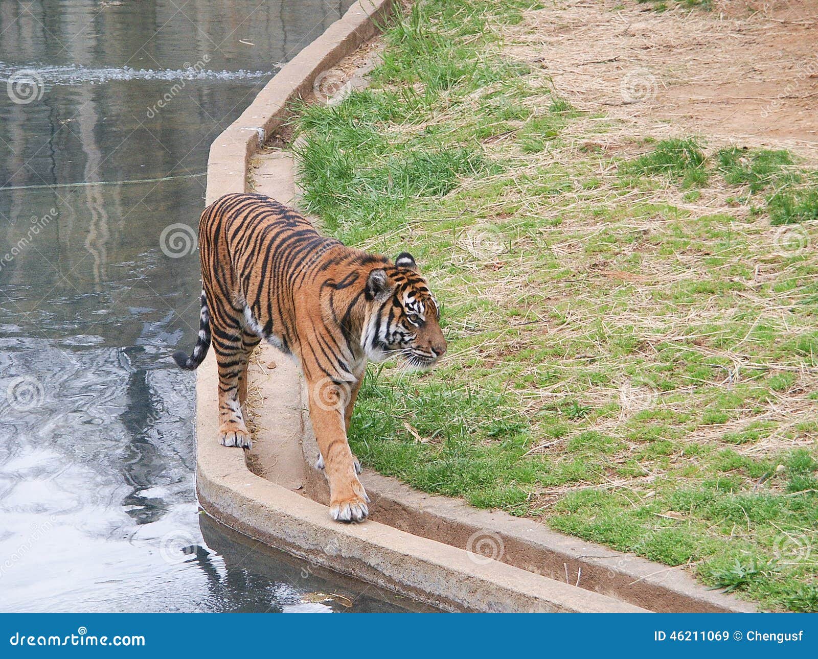 A Tiger is Walking Along the Bank of River Stock Image - Image of cubs ...