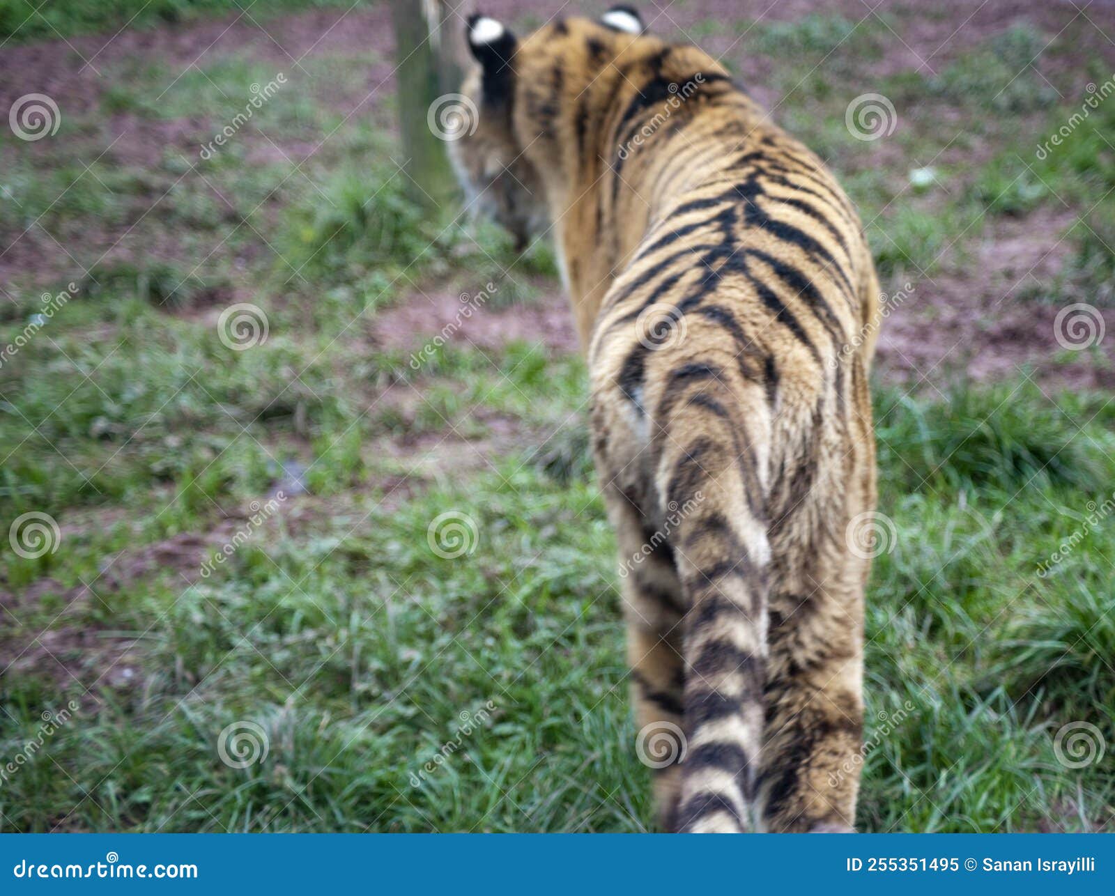 Tiger walking away stock image. Image of tigris, animal - 255351495
