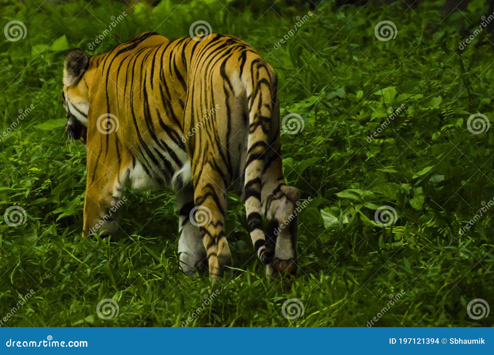 Tiger walking away stock photo. Image of horizontal - 197121394