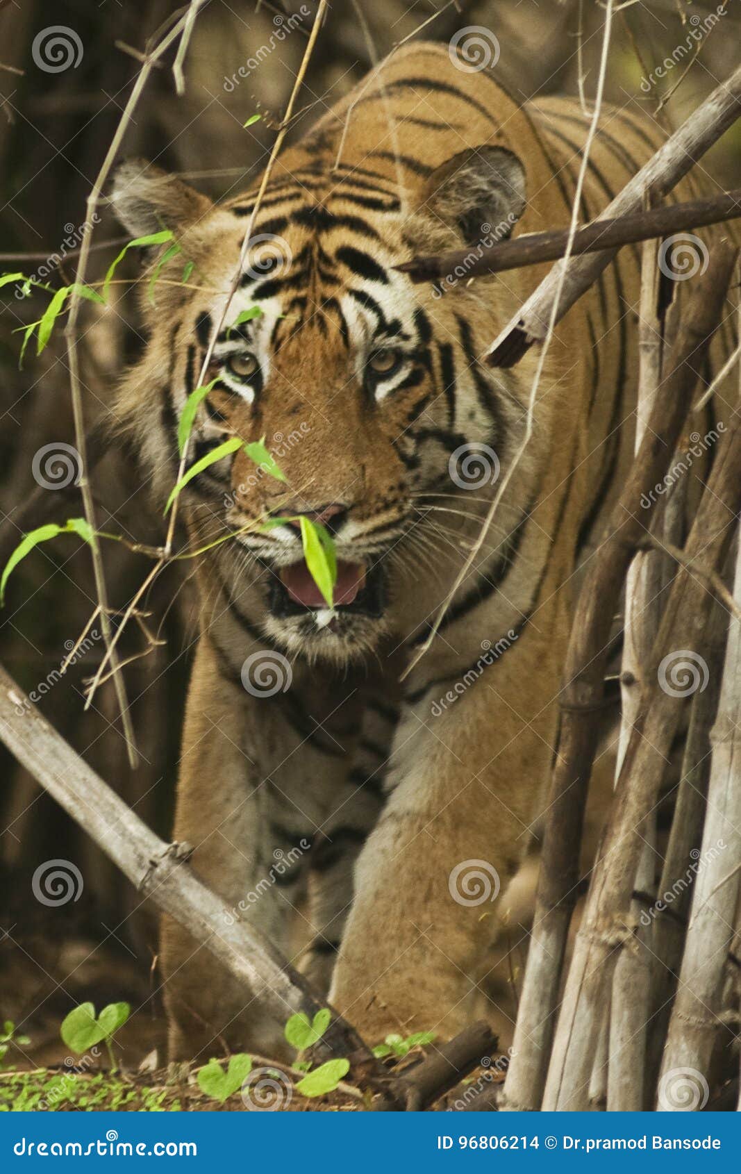 Tiger stock photo. Image of morning, bamboo, animal, evening - 96806214