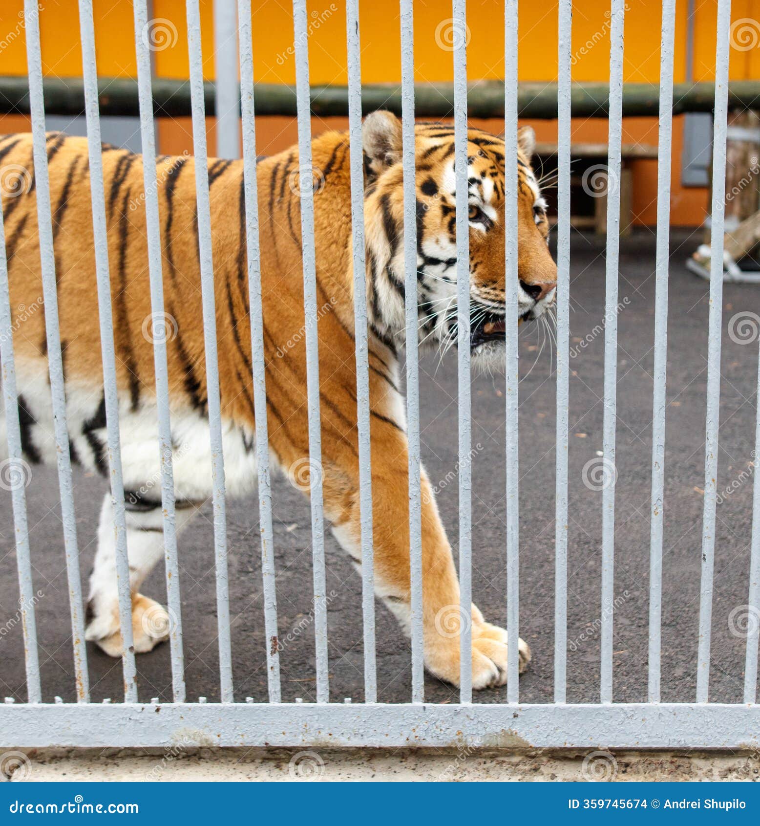 A Tiger is Walking through a Cage with Bars Stock Photo - Image of cage ...