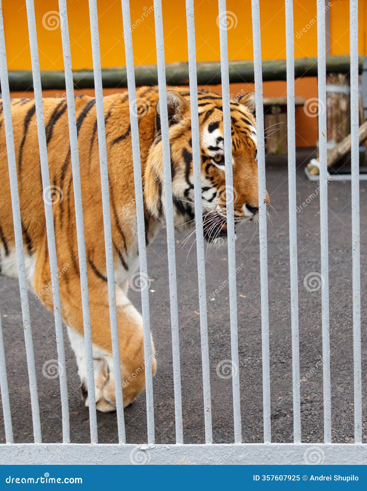 A Tiger is Walking through a Cage with a Fence Stock Image - Image of ...