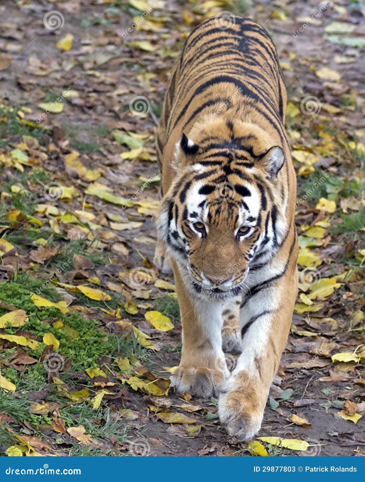 Tiger stock image. Image of mammal, animal, carnivore - 29877803