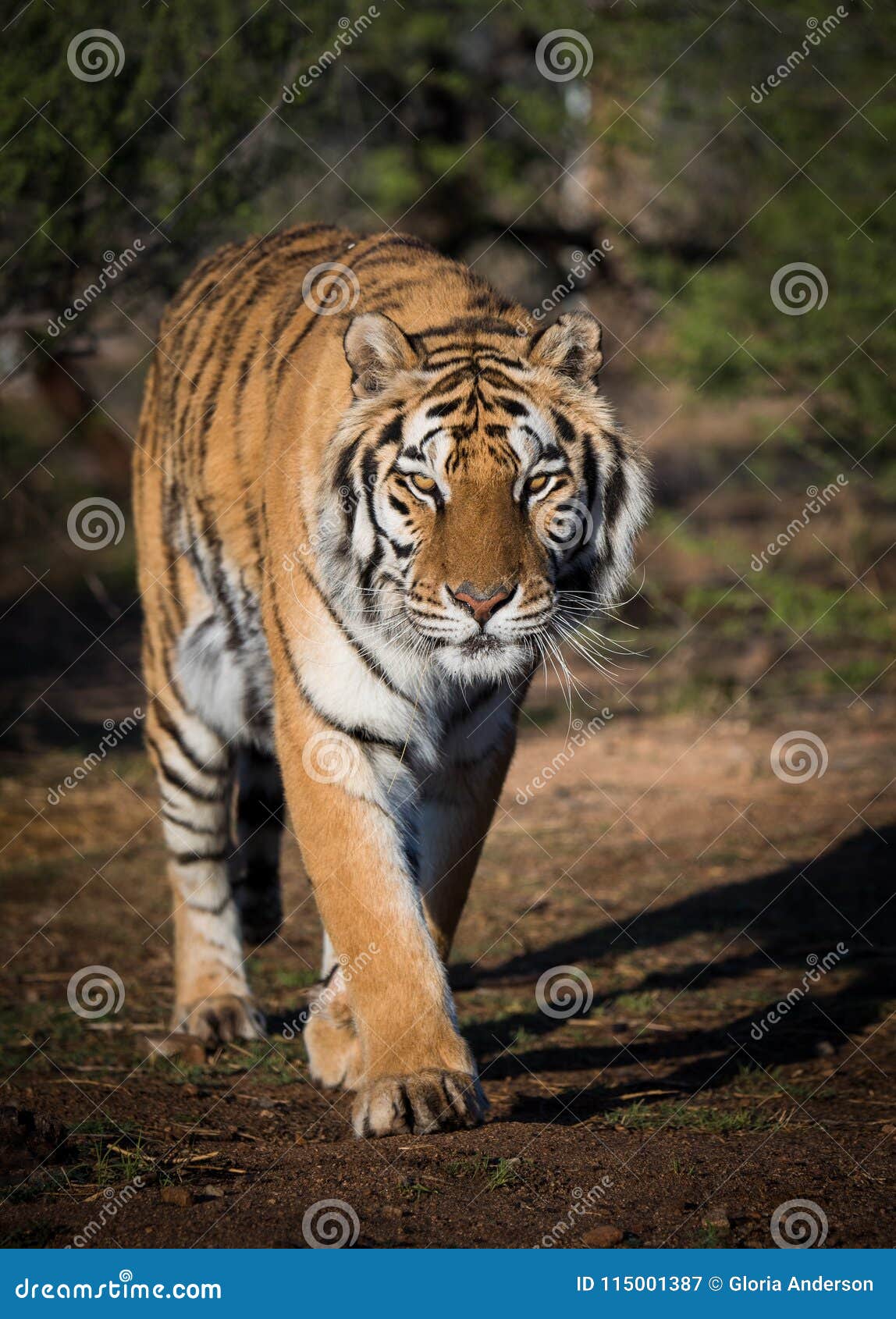 Tiger Walking Down