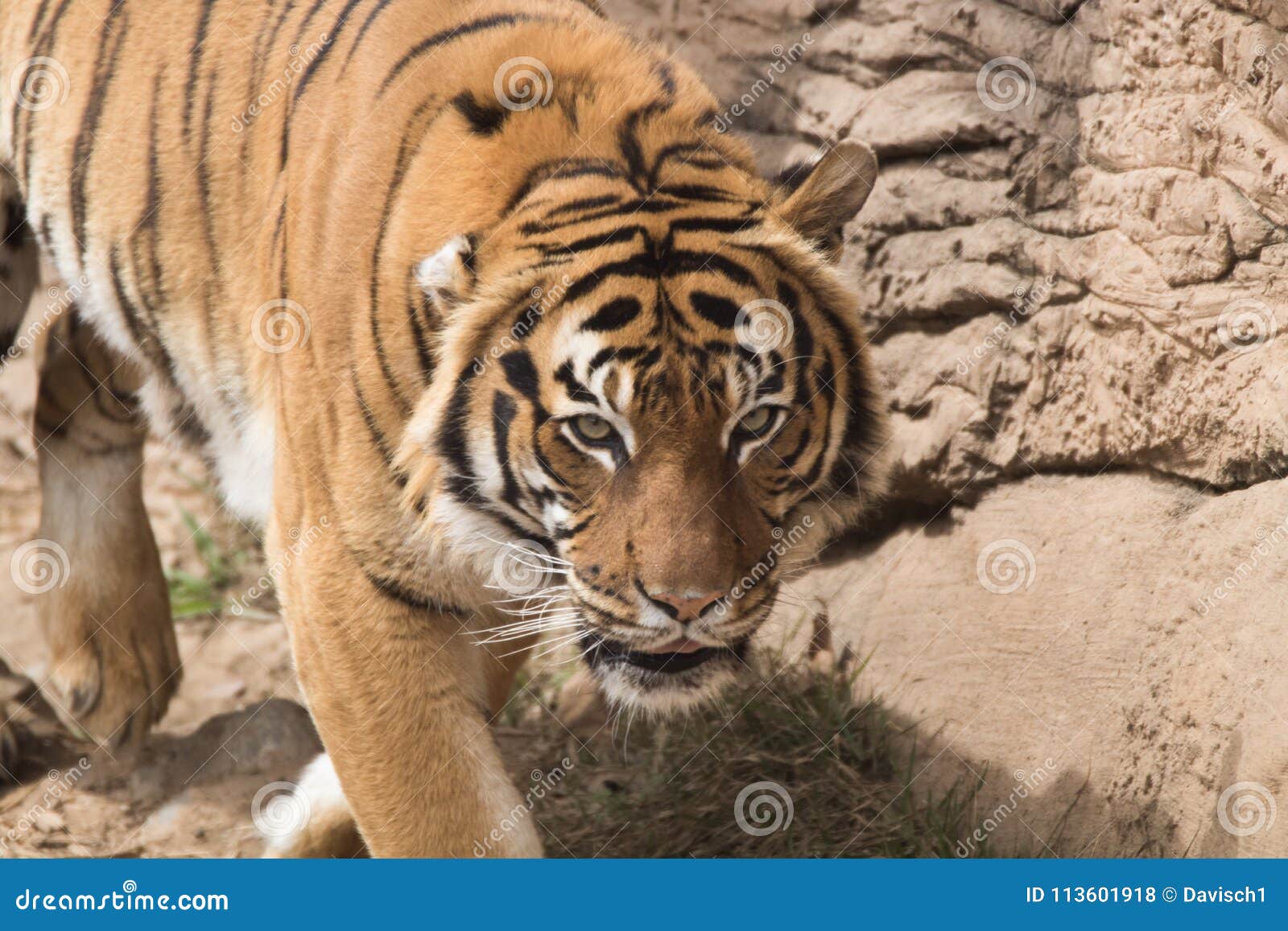 Tiger Walking in Front of Rocks Stock Photo - Image of rocks, staring ...