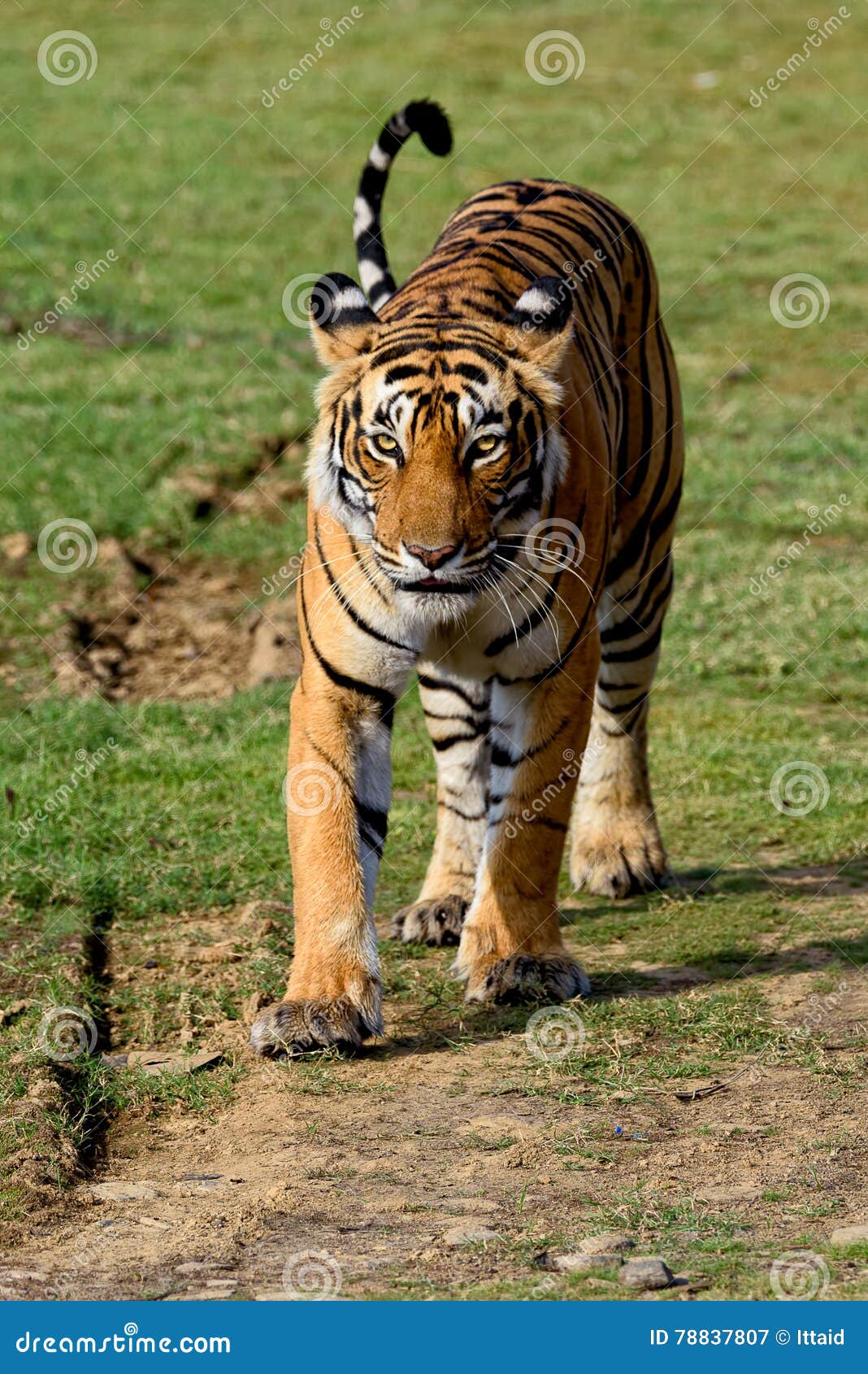Tiger Walking in the Grass Towards Camera Stock Image - Image of india ...